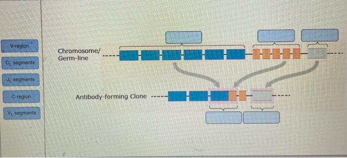 Solved Antibodies are made up of light-chain and heavy-chain | Chegg.com