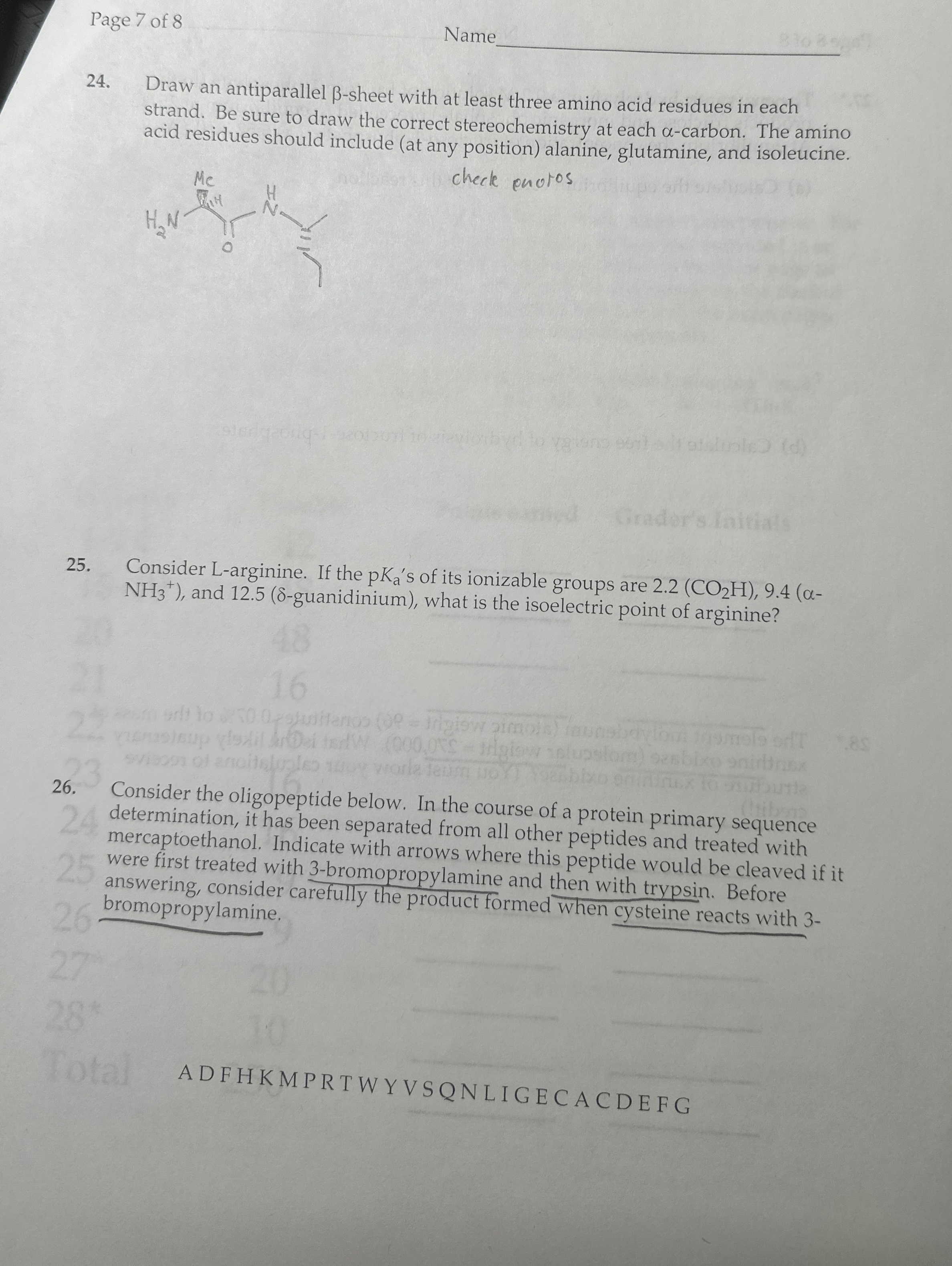 Solved Steps for Draw an antiparallel β-sheet with at least | Chegg.com