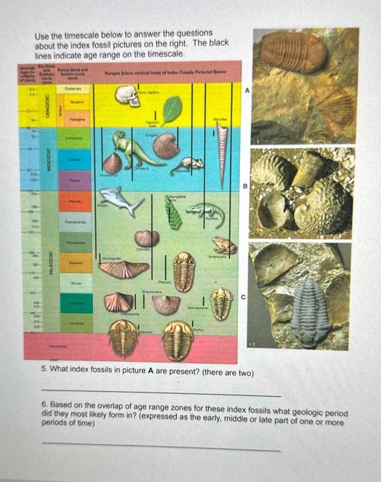 Use the timescale below to answer the questions about | Chegg.com
