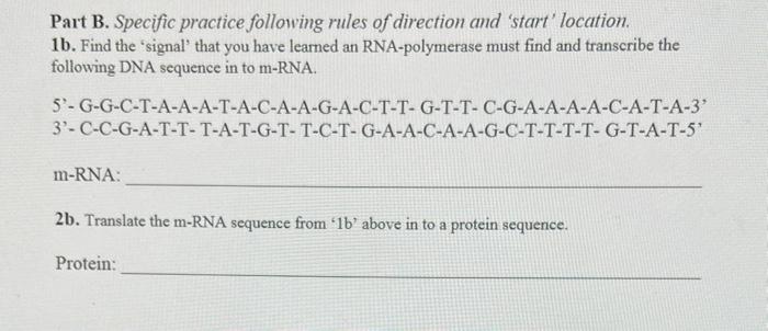 Solved Transcription-Translation Exercise Pay close | Chegg.com