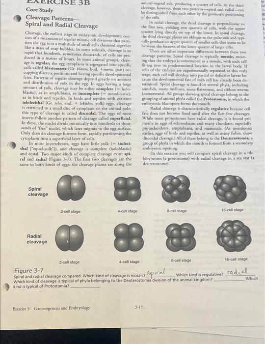 Solved 3B Core Study Cleavage Patterns Spiral and Radial | Chegg.com