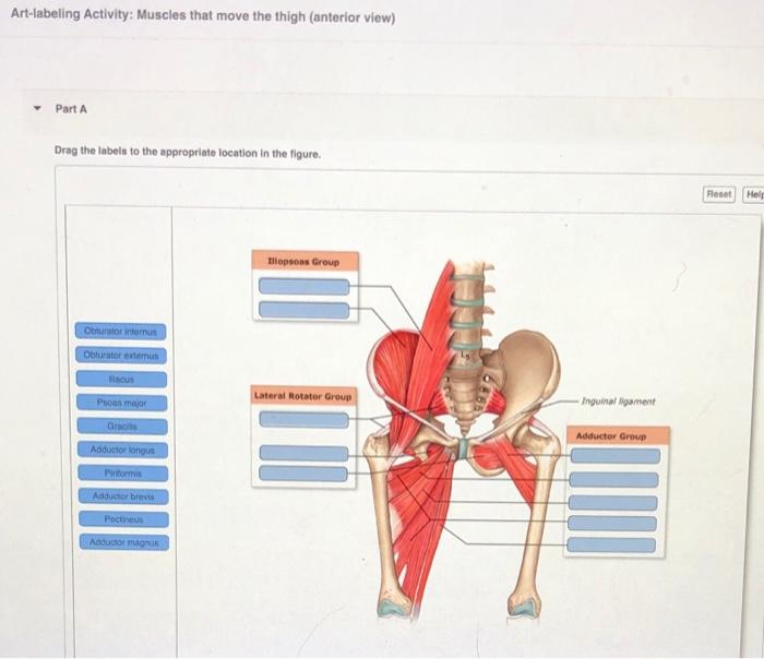 Solved Art-labeling Activity: Muscles that move the thigh | Chegg.com