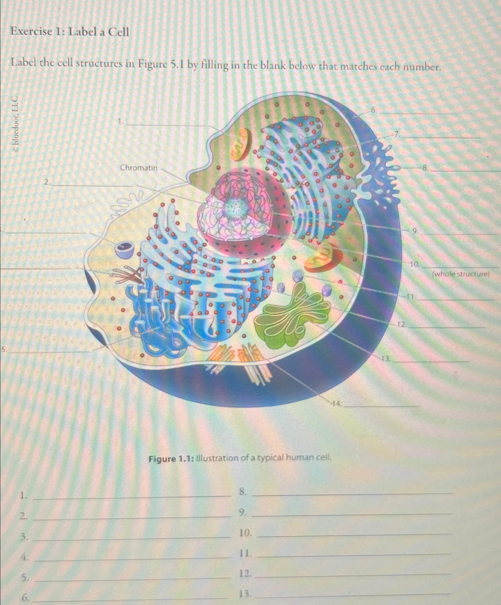 Solved Exercise 1: Label a CellLabel the cell structures in | Chegg.com