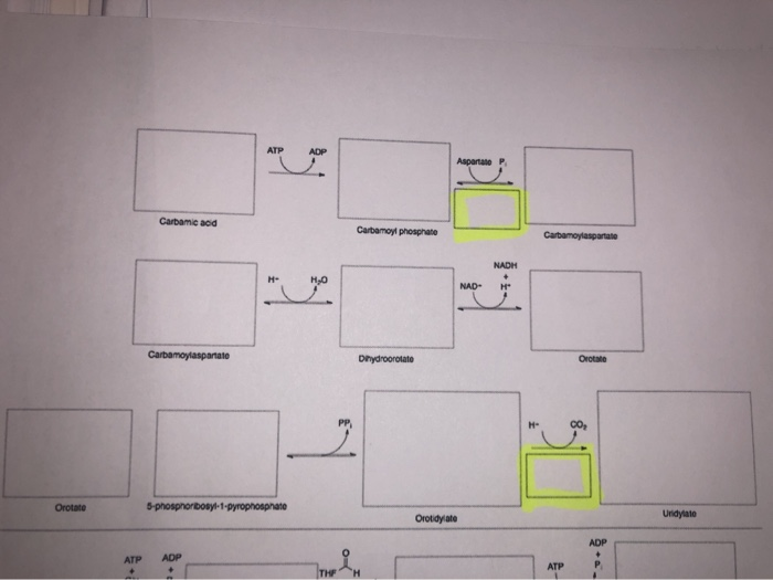 Basic Concepts Worksheet 7.3 Description: Nucleotides | Chegg.com