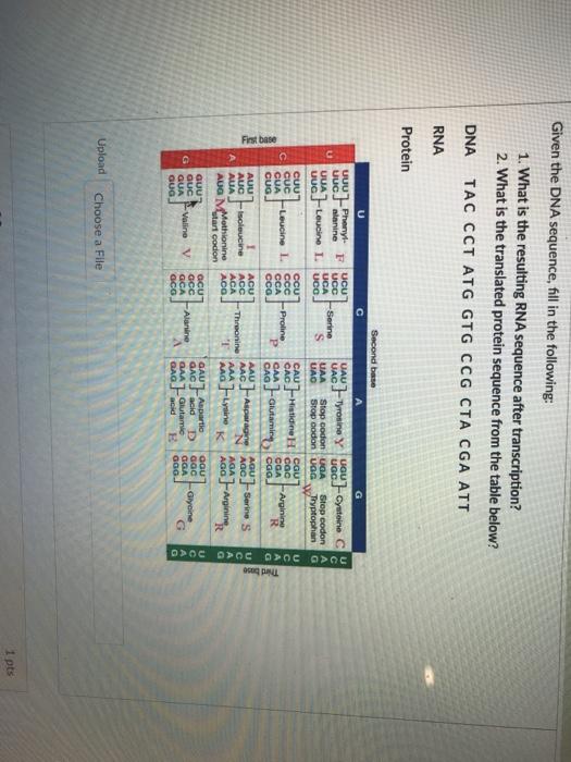 Solved Given the DNA sequence, fill in the following: 1. | Chegg.com