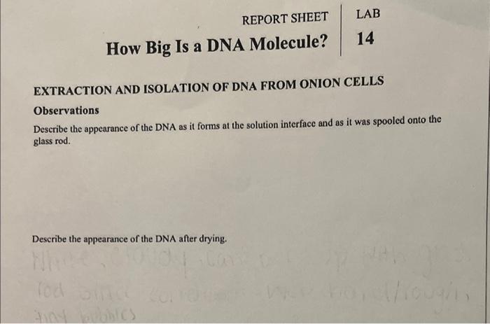 Solved EXTRACTION AND ISOLATION OF DNA FROM ONION CELLS | Chegg.com
