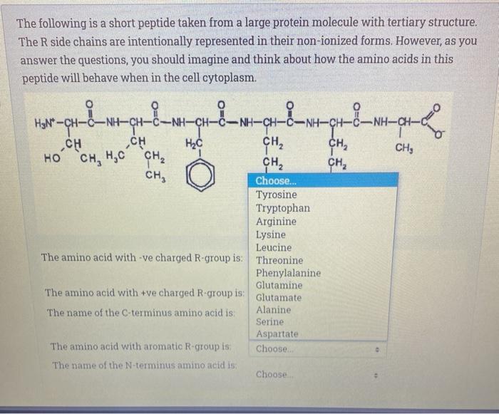 Solved The following is a short peptide taken from a large | Chegg.com