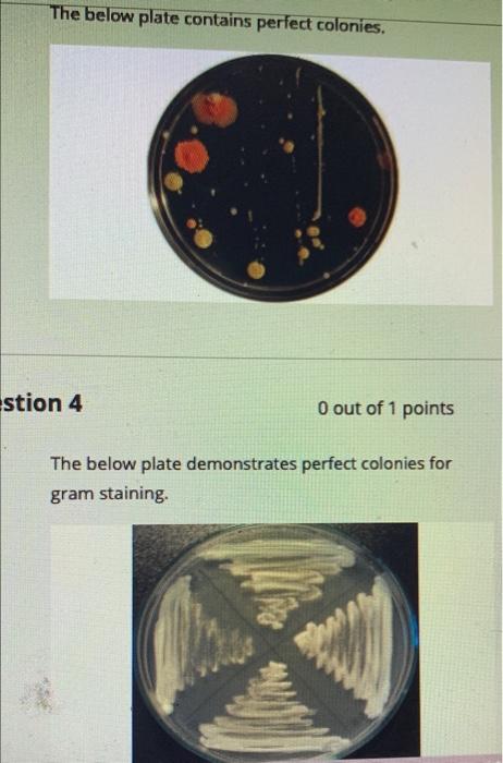 Solved The below plate contains perfect colonies, stion 4 O | Chegg.com