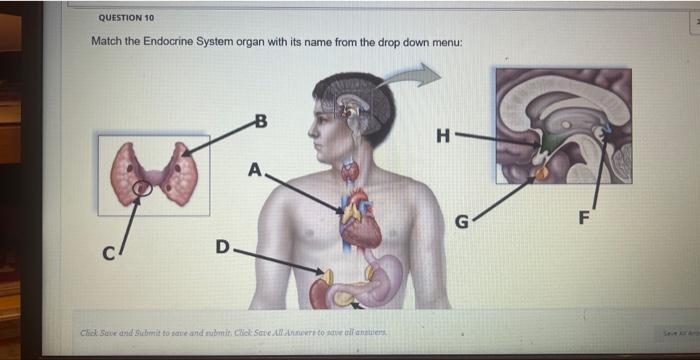 Solved Match the Endocrine System organ with its name from | Chegg.com