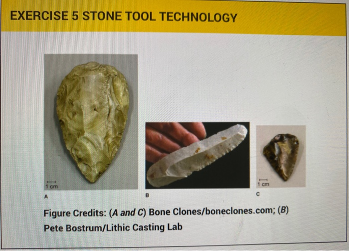 Solved Question 15 Exercise 5: Stone Tool Technology (2005) | Chegg.com