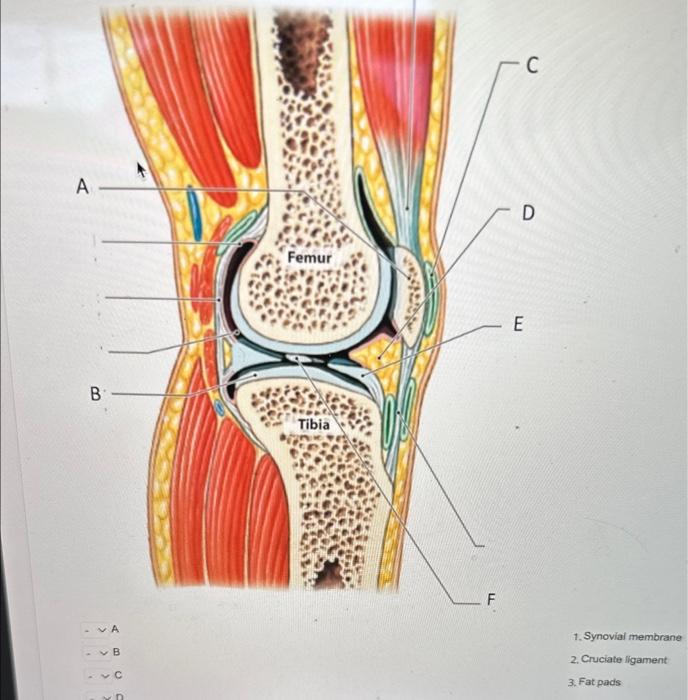 Solved ynovial membrane 2. Cruciate ligament 3. Fat | Chegg.com