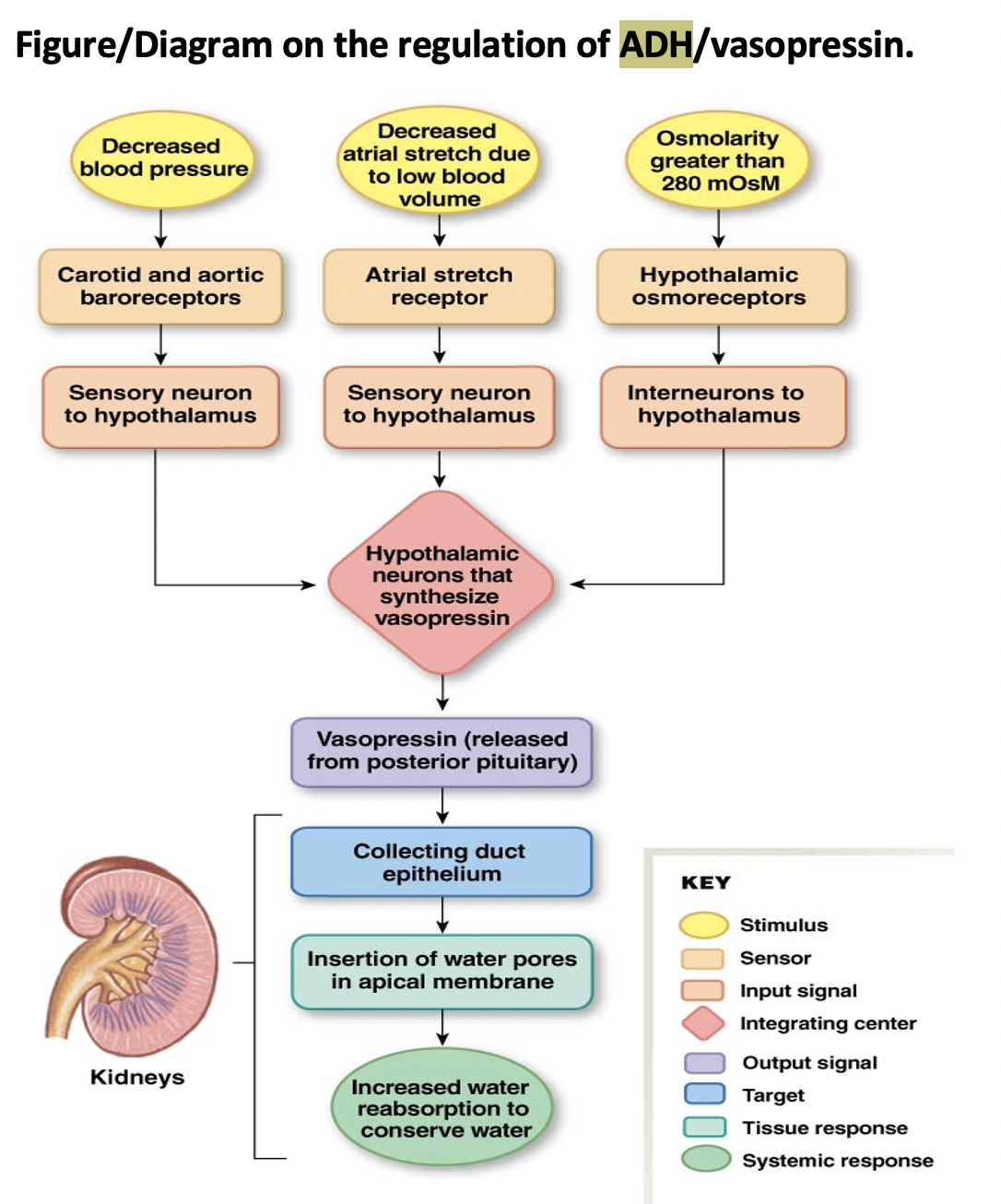 Solved b. ﻿What response does ADH cause in the target cells | Chegg.com