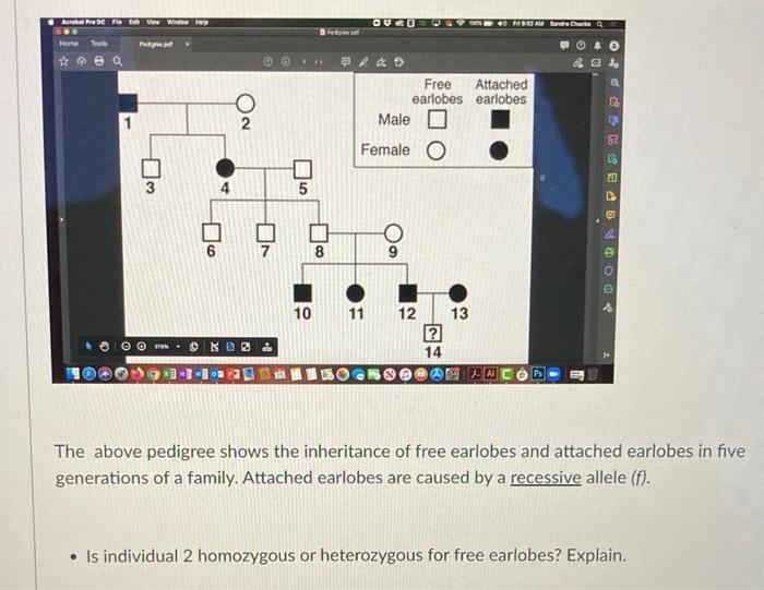 Solved The above pedigree shows the inheritance of free | Chegg.com