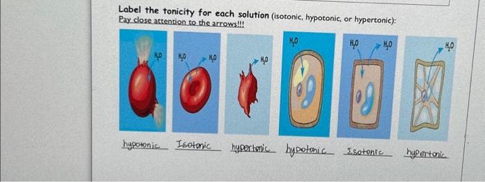 Solved Label the tonicity for each solution (isotonic, | Chegg.com