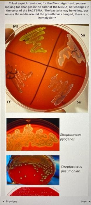 Characterizing Cocci Instructions: Analyze the growth | Chegg.com