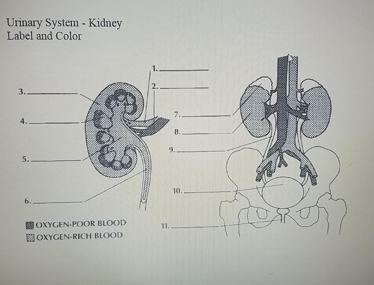 Solved Urinary System - Kidney Label and Color 2. 3. 4. 8. | Chegg.com