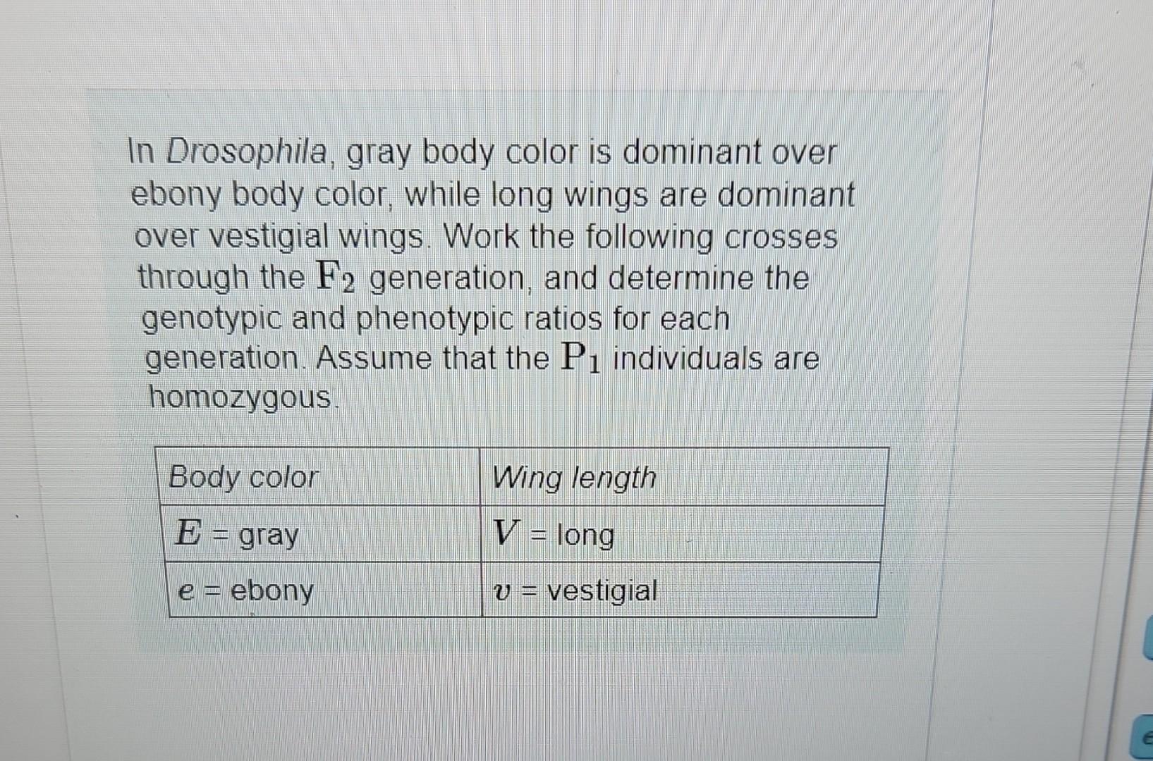 Solved In Drosophila, gray body color is dominant over ebony | Chegg.com