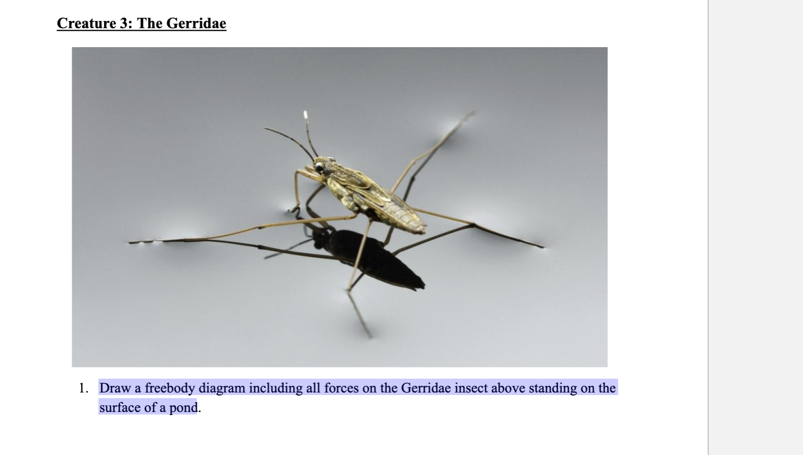 Solved answer question 1Creature 3: The GerridaeDraw a | Chegg.com