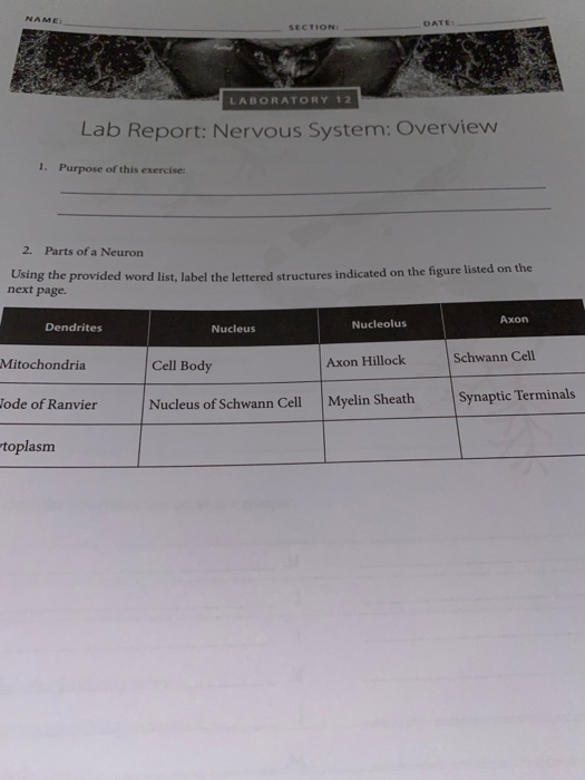 SECTION: LABORATORY 12 Lab Report: Nervous System: | Chegg.com