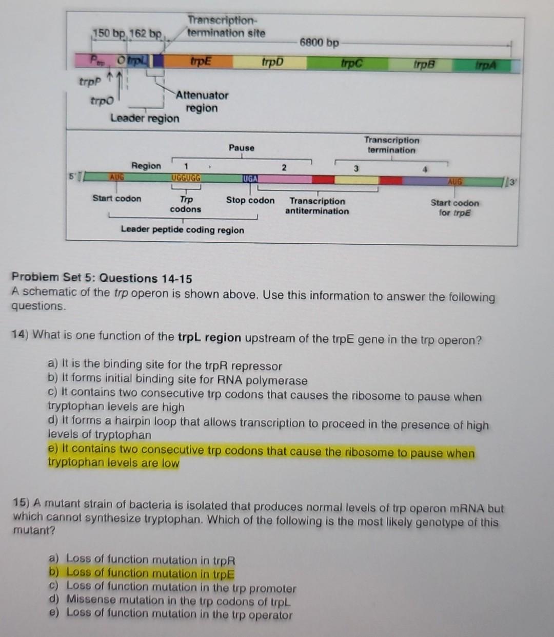 Solved Problem Set 5: Questions 14-15 A schematic of the trp | Chegg.com