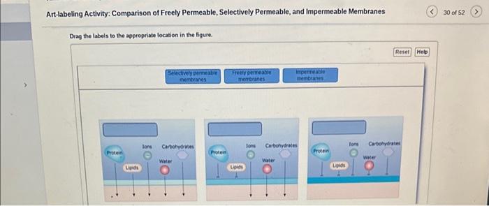 Solved Art-labeling Activity: Comparison of Freely | Chegg.com