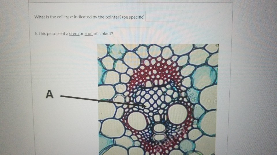 Solved What is the tissue indicated by the pointer? (be | Chegg.com