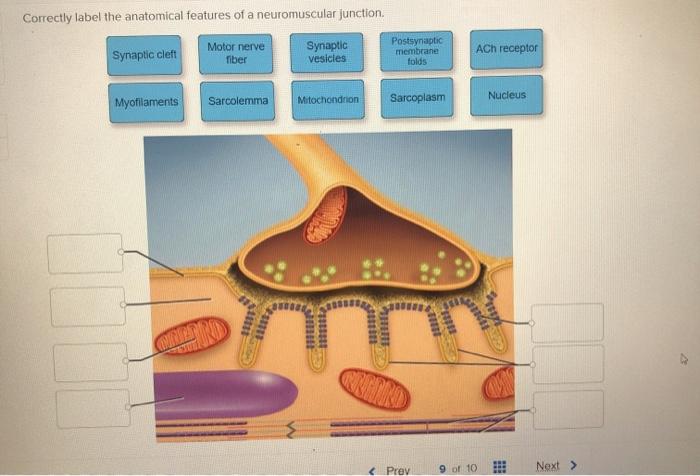 Solved Correctly Label The Anatomical Features Of A Chegg