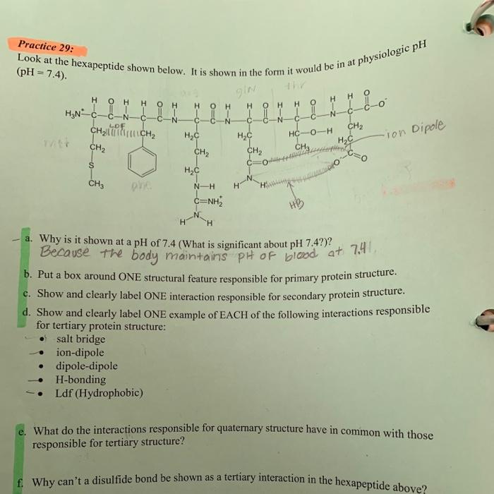 Solved Practice 29: Look at the hexapeptide shown below. It | Chegg.com