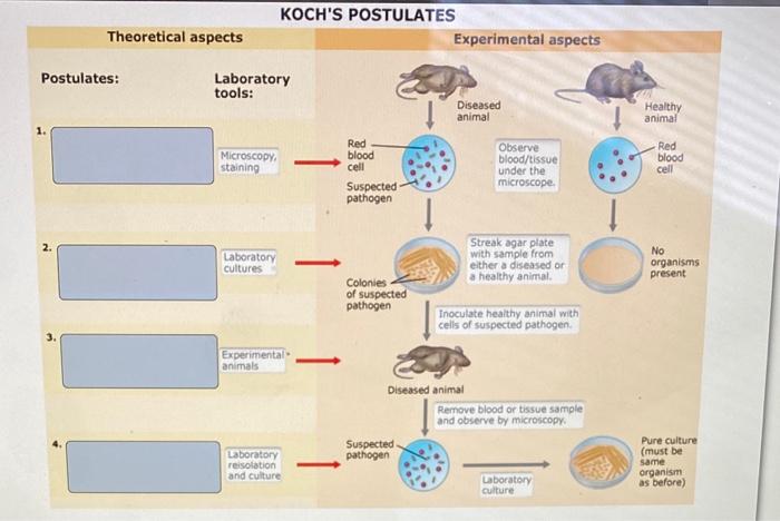 Solved Correctly order Koch's postulates, Drag the | Chegg.com