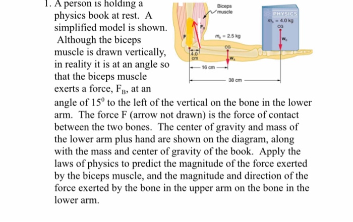 Solved Biceps muscle PHYSICS m, = 4.0 kg m -2.5 kg 16 cm - | Chegg.com