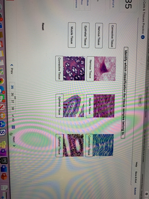 Solved - Google Search Cell Division Flashcards i Quizlet | Chegg.com