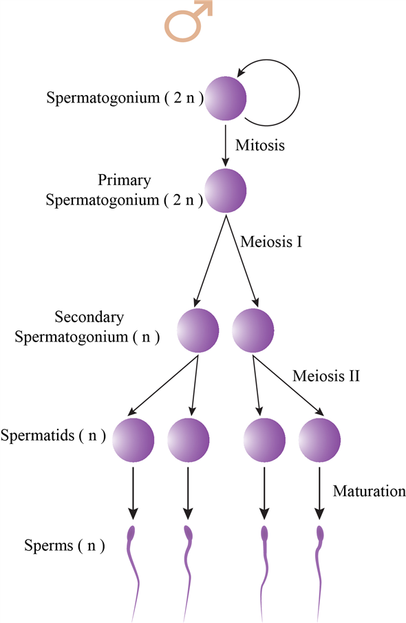 Spermatogenesis Steps
