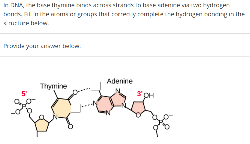 Solved In DNA, the base thymine binds across strands to base | Chegg.com