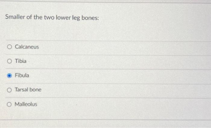 Solved Smaller of the two lower leg bones: Calcaneus Tibia | Chegg.com