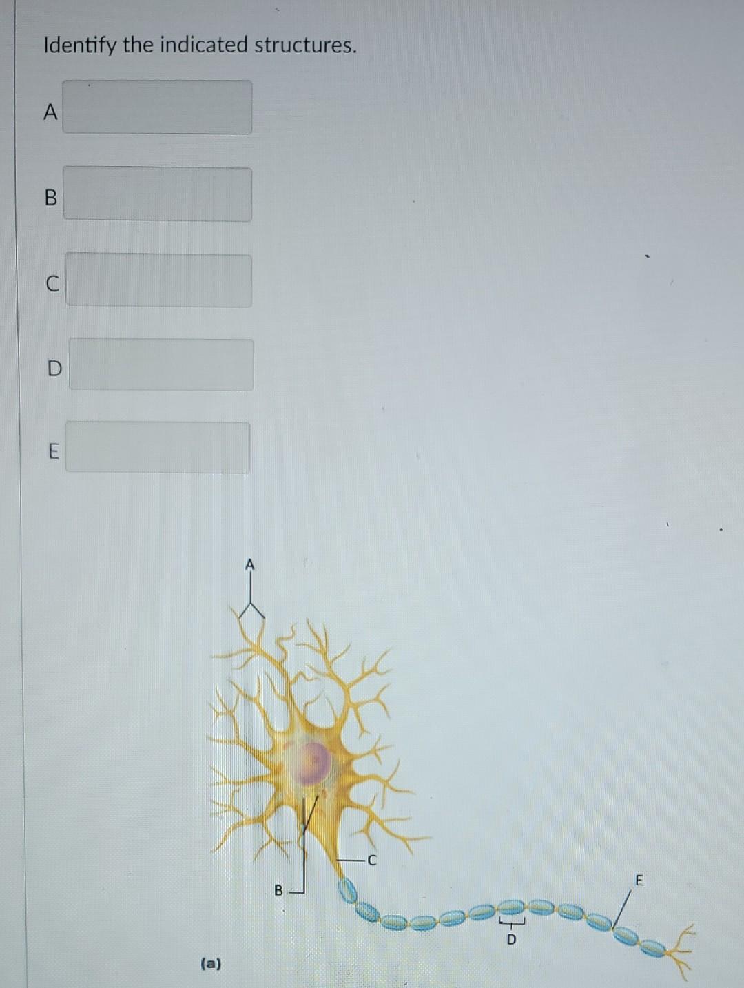 Solved Identify the indicated structures. A B C E (a) B E | Chegg.com