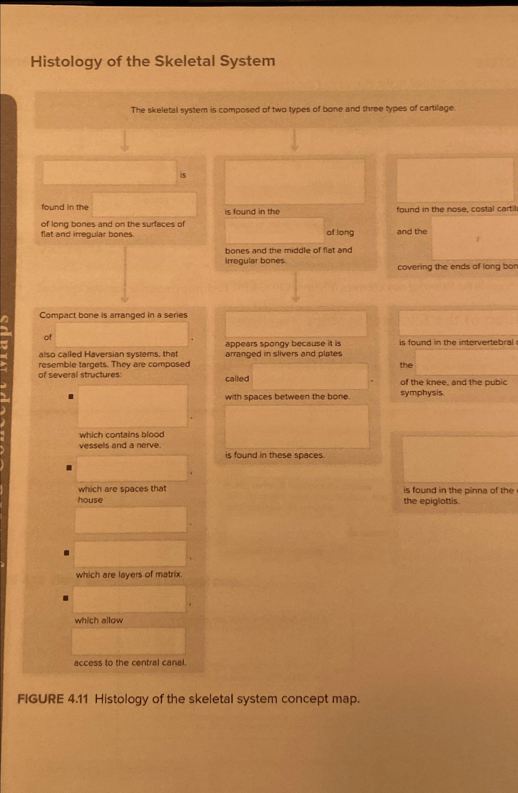 Solved Histology of the Skeletal SystemThe skeletal system | Chegg.com