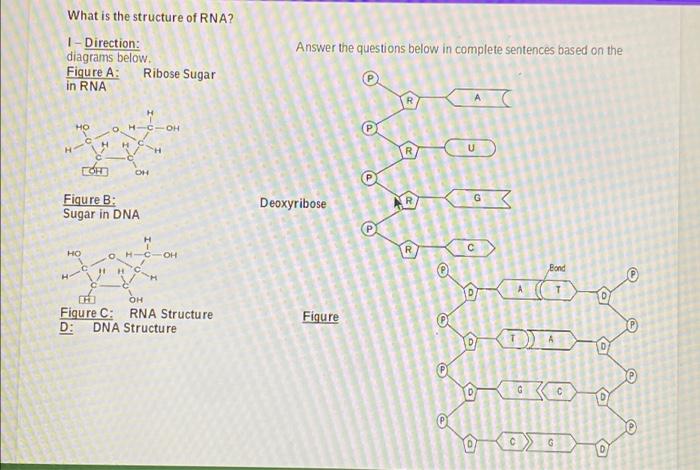 Solved What is the structure of RNA? 1-Direction: diagrams | Chegg.com