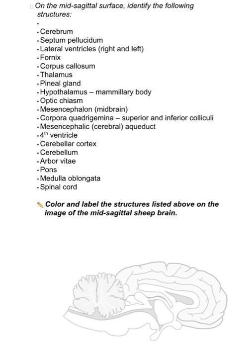 Solved On the mid-sagittal surface, identify the following | Chegg.com