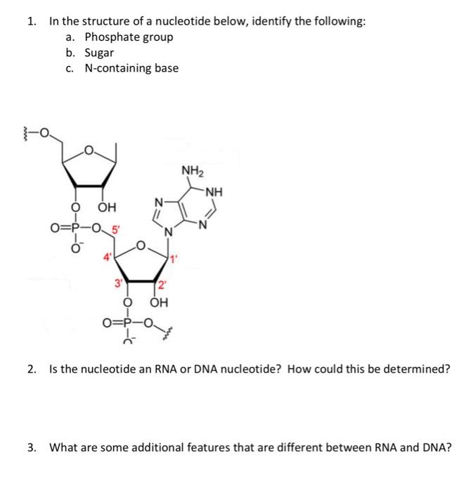 Solved 1. In the structure of a nucleotide below, identify | Chegg.com