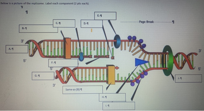 Solved Below is a picture of the replisome. Label each | Chegg.com