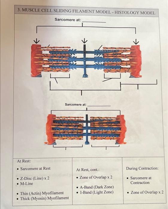 Solved 3. MUSCLE CELL SLIDING FILAMENT MODEL - HISTOLOGY | Chegg.com