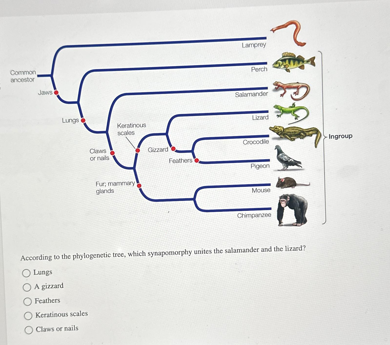 Solved According to the phylogenetic tree, which | Chegg.com