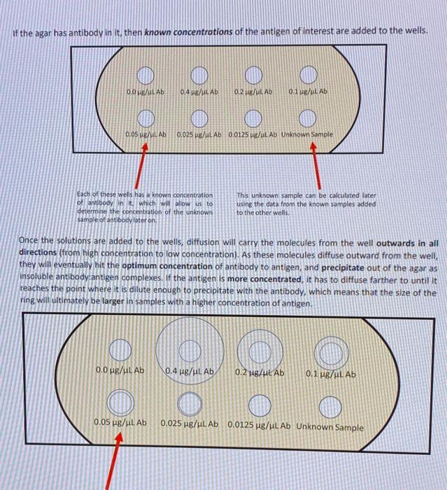 Solved Radial immunodiffusion, otherwise known as the | Chegg.com