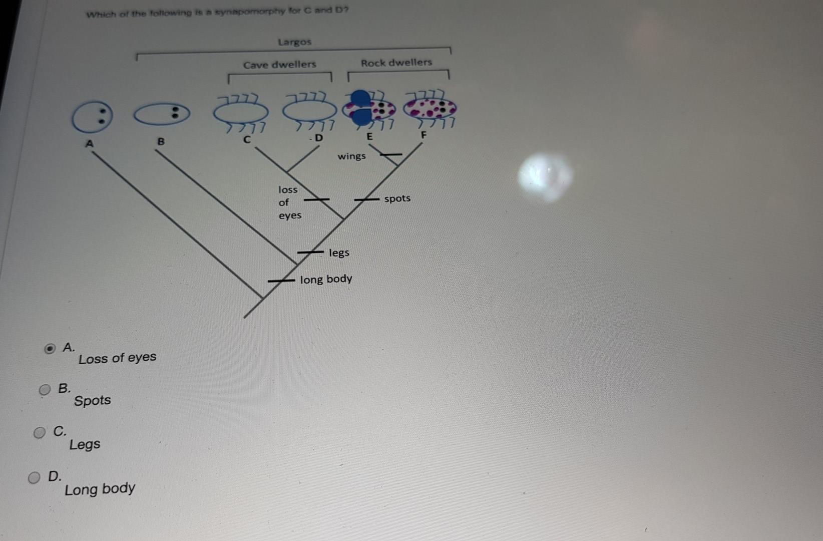 Solved Which of the following is a synapomorphy for C and D? | Chegg.com