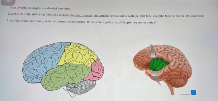 Solved Each cerebral hemisphere is divided into lobes Label | Chegg.com