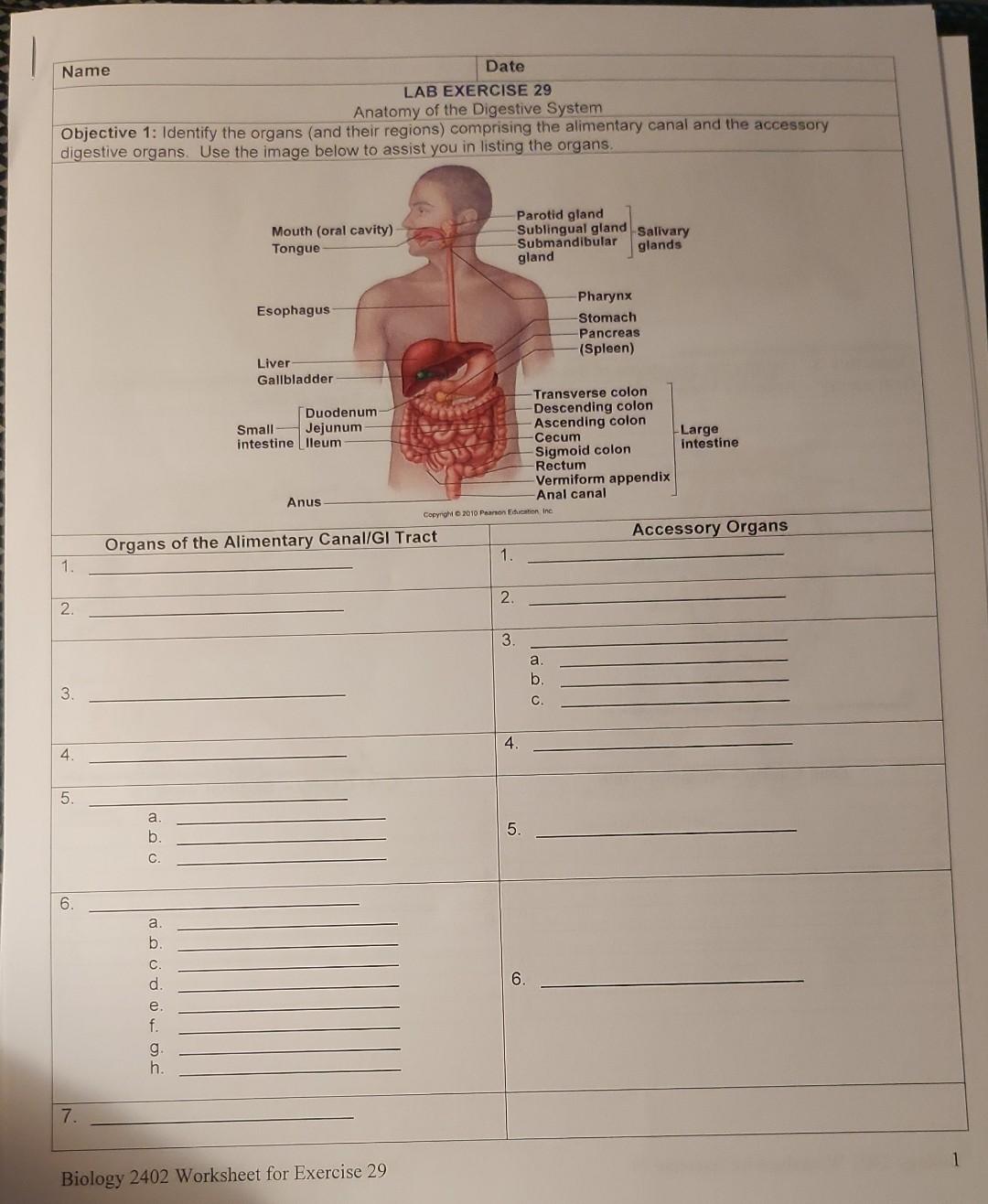 Solved Name Date LAB EXERCISE 29 Anatomy of the Digestive | Chegg.com