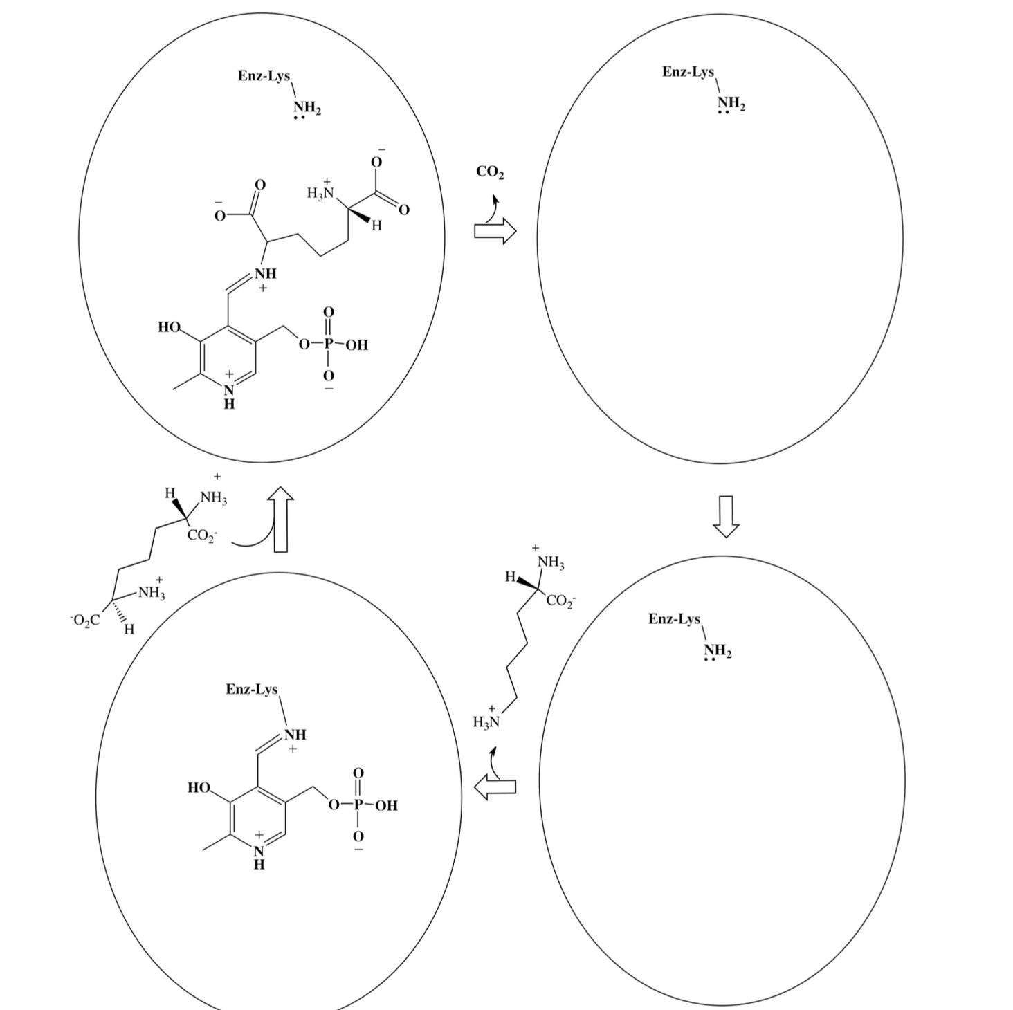 Beginning with the Schiff-Base intermediate shown, | Chegg.com