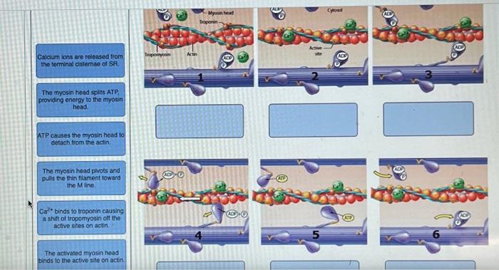 Solved place the events in the proper sequence in which they | Chegg.com