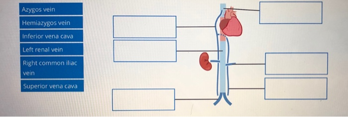 Solved label the superior and inferior vena cavae and some | Chegg.com