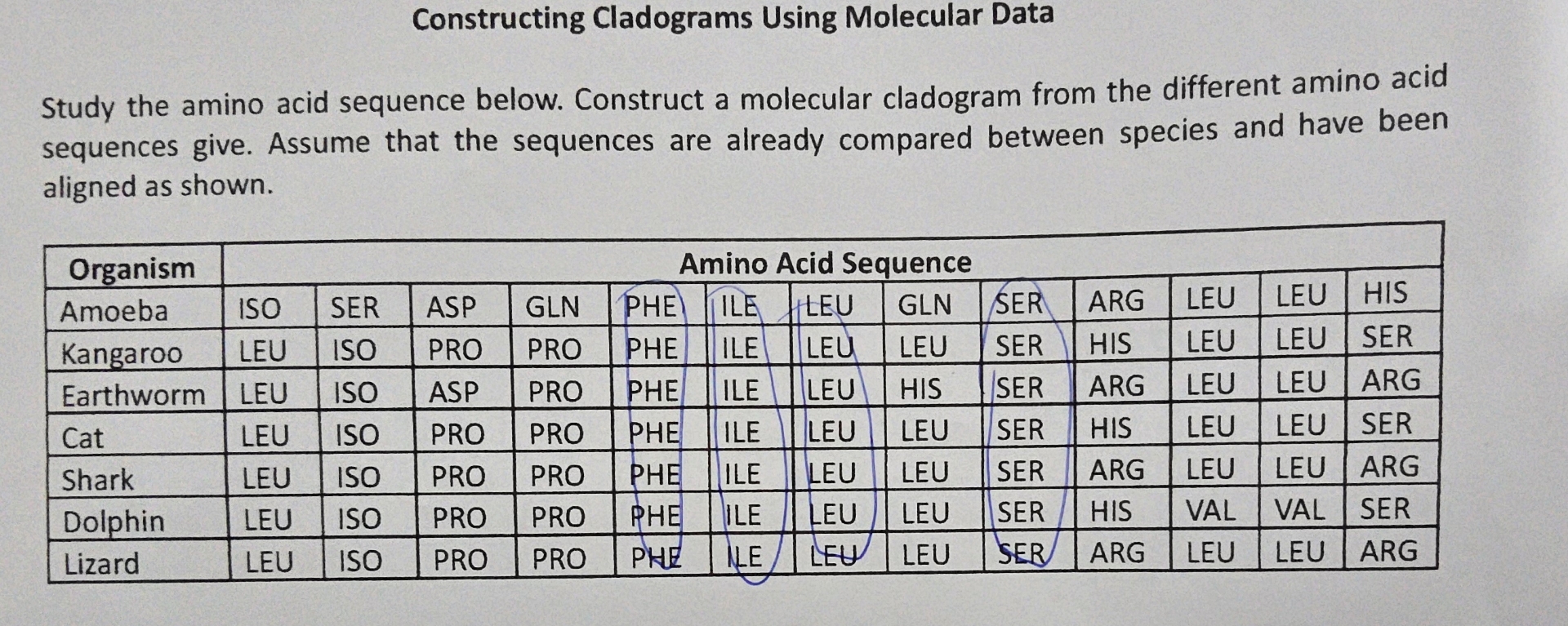 Solved Constructing Cladograms Using Molecular DataStudy the | Chegg.com